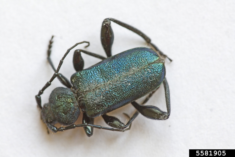violet beetle (Callidium violaceum (Linnaeus, 1758))