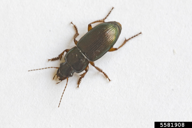 ground beetle (Harpalus affinis)
