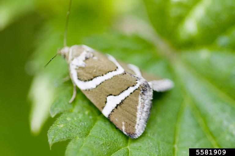 silver barred moth (Deltote bankiana (Fabricius, 1775))