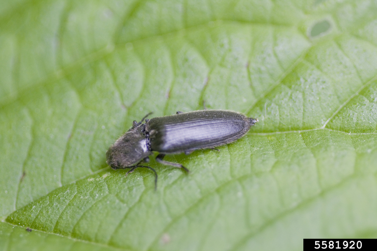 dusky wireworm beetle (Agriotes obscurus (Linnaeus, 1758))