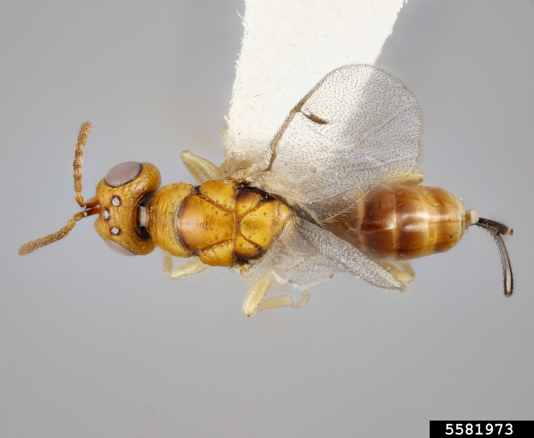 Chalcid wasp (Megastigmus mali Nikol'skaya)