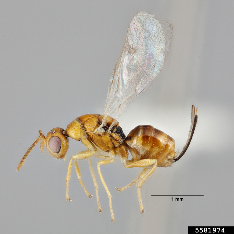 Chalcid wasp (Megastigmus mali Nikol'skaya)