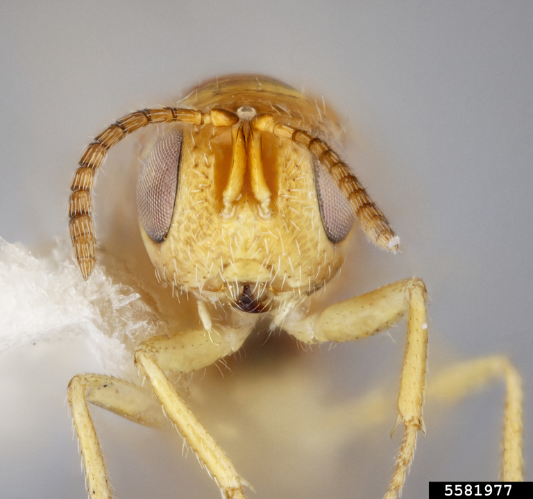 Chalcid wasp (Megastigmus mali Nikol'skaya)