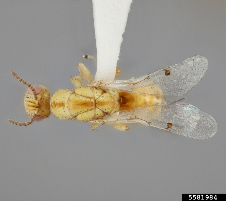 Chalcid wasp (Megastigmus pistaciae)