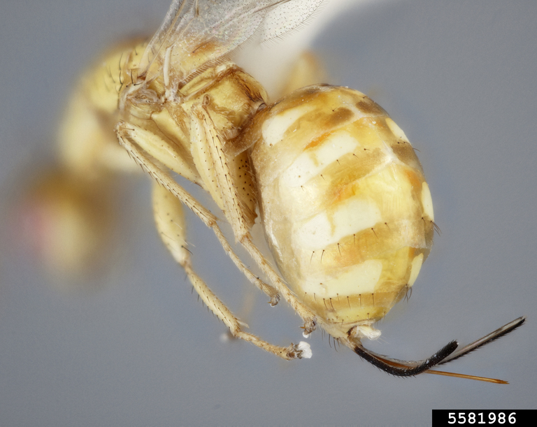 Chalcid wasp (Megastigmus pistaciae)