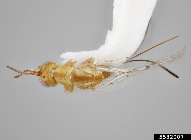 Brazilian peppertree seed chalcid (Megastigmus transvaalensis (Hussey))