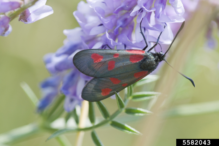 narrow-bordered five-spot burnet (Zygaena lonicerae (Scheven, 1777))