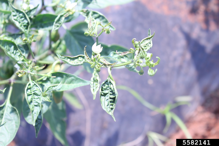 Chilli Leaf Curl Virus (ChiLCV) (Begomovirus Chilli Leaf Curl Virus)