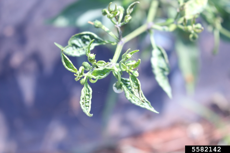 Chilli Leaf Curl Virus (ChiLCV) (Begomovirus Chilli Leaf Curl Virus)