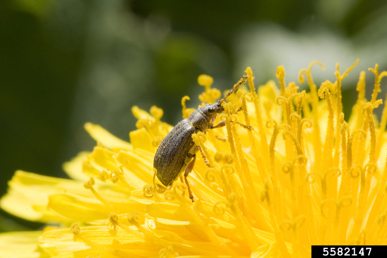 snout beetles or weevils (Family Curculionidae)