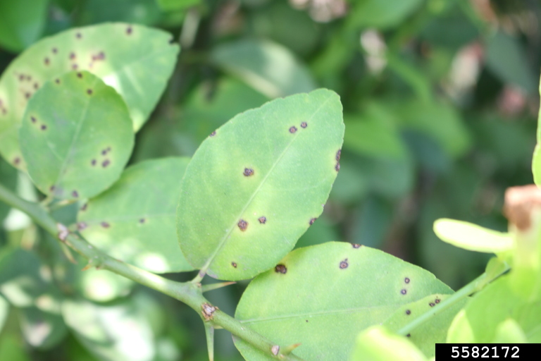 Xanthomonas Citri Citrus Canker (Xanthomonas Citri (ex Hasse 1915)