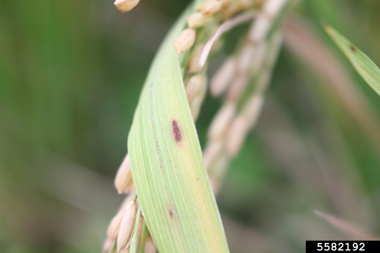Cochliobolus miyabeanus (S. Ito & Kurib.) Drechsler ex Dastur (Synonym ...