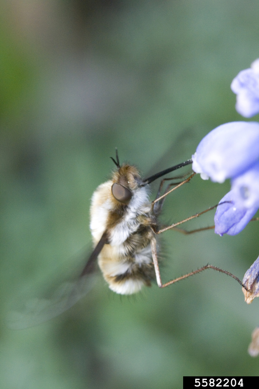 greater bee fly (Bombylius major Linnaeus, 1758)