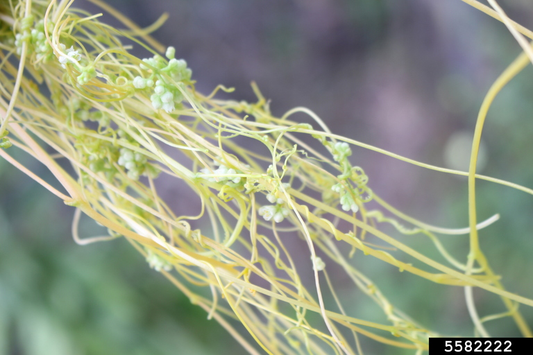 common dodder (Cuscuta campestris)