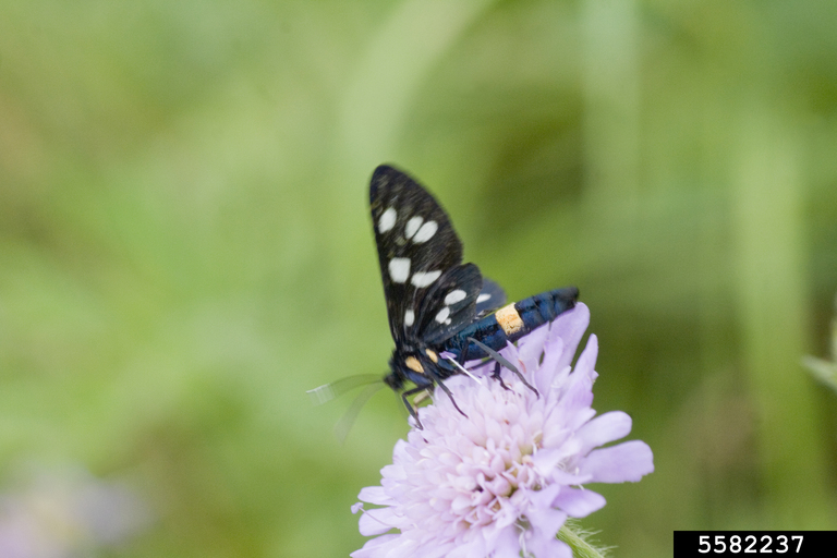 nine-spotted moth (Amata phegea)