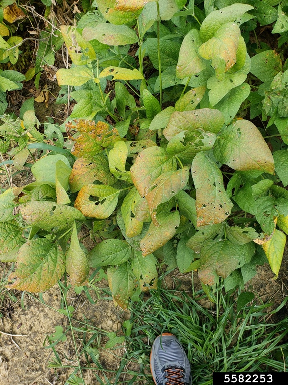 Cercospora fungi (Genus Cercospora Fresen.)