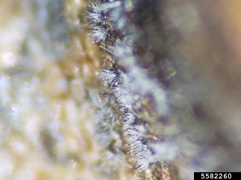 Cercospora fungi (Genus Cercospora Fresen.)
