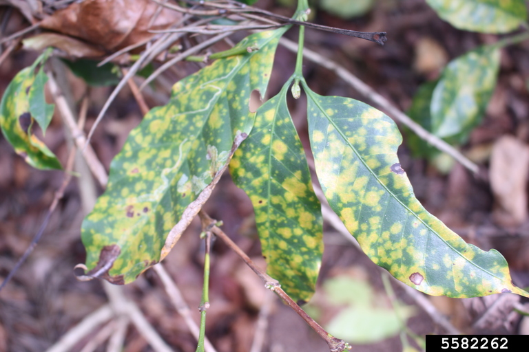 coffee leaf rust (Hemileia vastatrix)