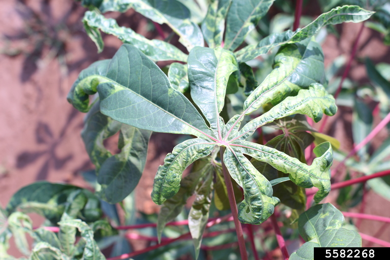 Indian cassava mosaic virus (Begomovirus (ICTV))