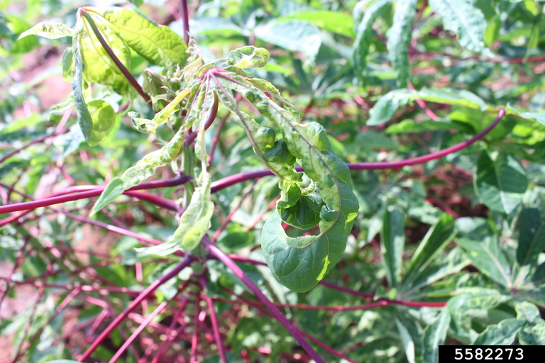 Indian cassava mosaic virus (Begomovirus (ICTV))