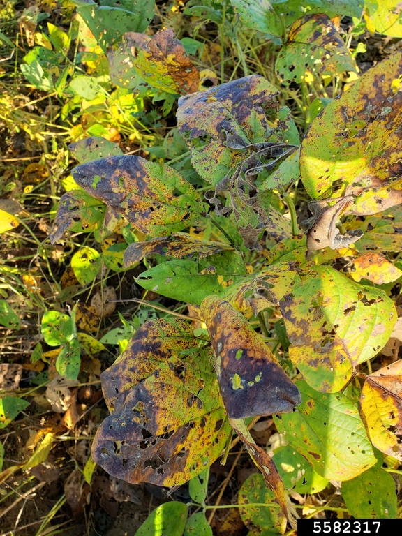 Citrus leaf blotch virus (CLBV) (Citrivirus Citrus leaf blotch virus)