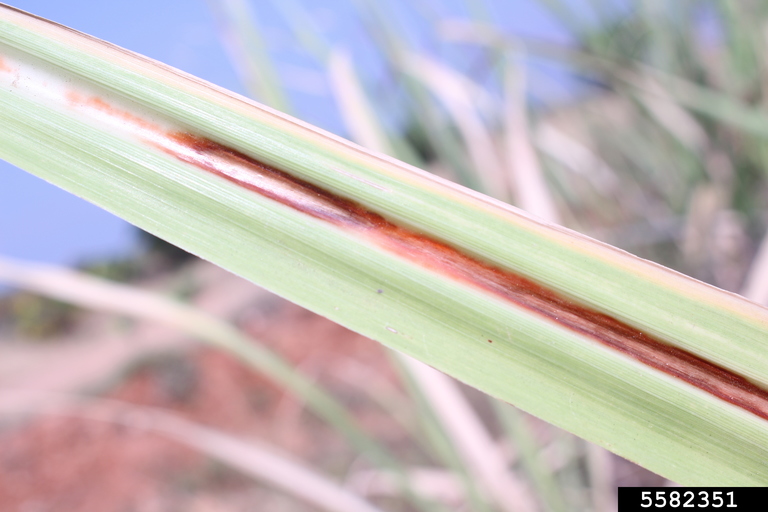 sugarcane red rot (Colletotrichum falcatum Went 1893)