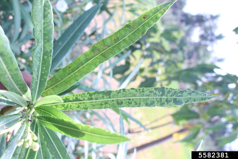 cucumber mosaic virus (CMV) (Cucumovirus CMV)