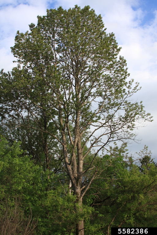 balsam poplar (Populus balsamifera L.)