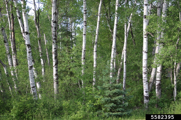 quaking aspen (Populus tremuloides Michx.)