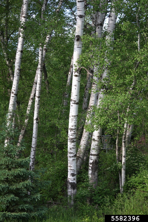 quaking aspen (Populus tremuloides Michx.)