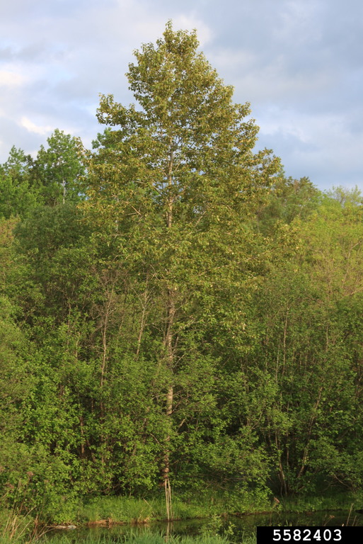 balsam poplar (Populus balsamifera)