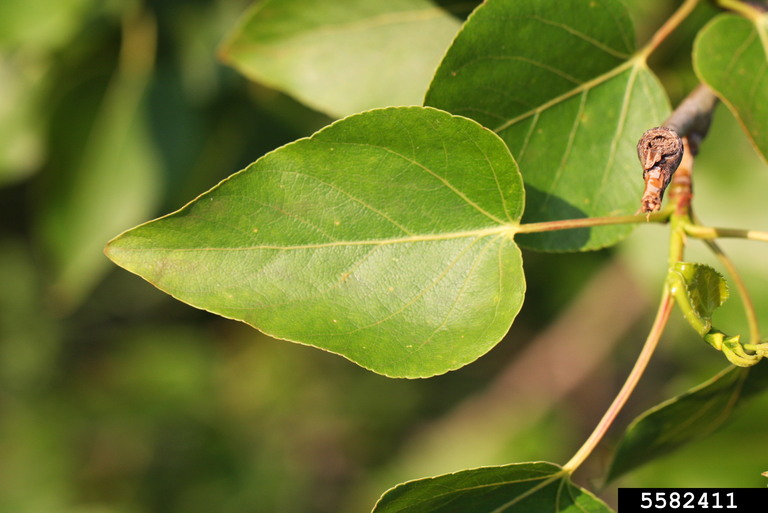 balsam poplar, Populus balsamifera (Salicales: Salicaceae) - 5582411