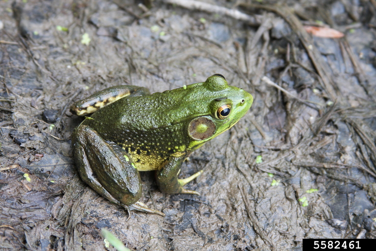 Green frog (Lithobates clamitans (Latreille in Sonnini de Manoncourt ...