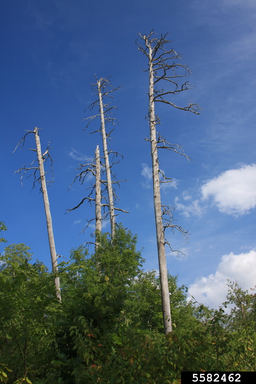 red pine (Pinus resinosa)