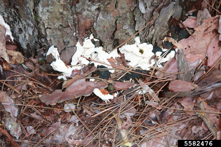 annosum root disease (Heterobasidion annosum (Fr) Bref.)