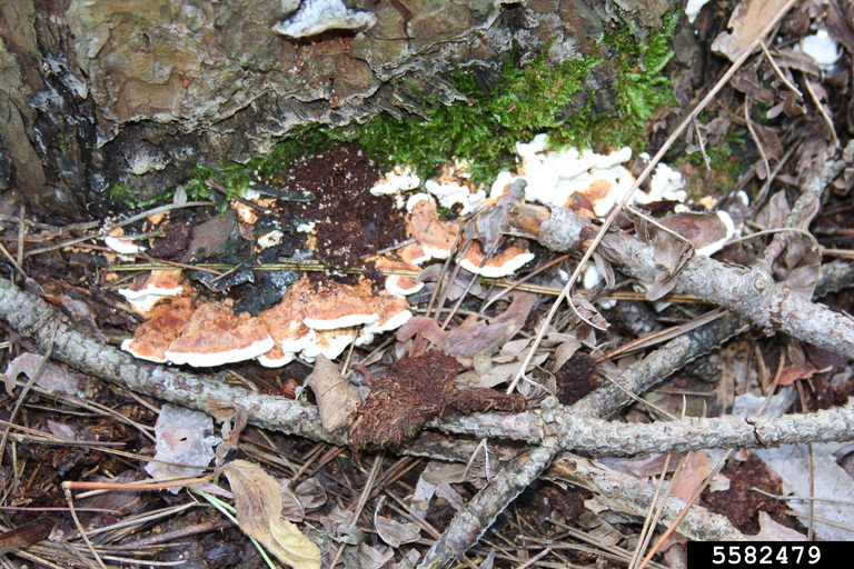 annosum root disease (Heterobasidion annosum)