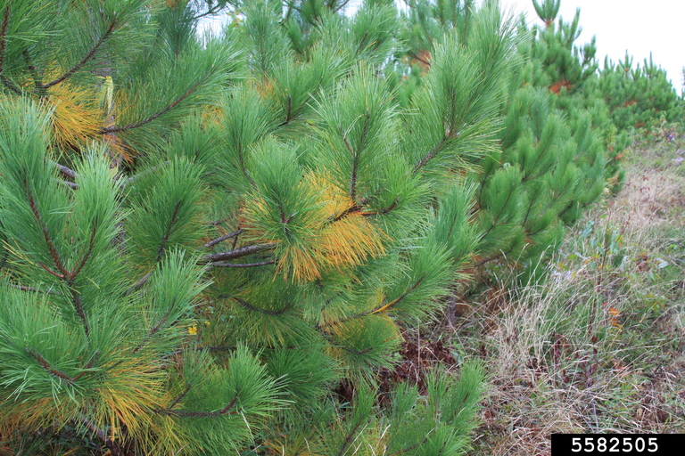 red pine (Pinus resinosa)
