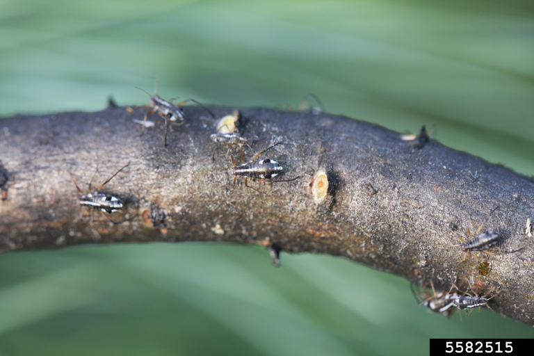 white pine aphid (Cinara strobi (Fitch, 1851))
