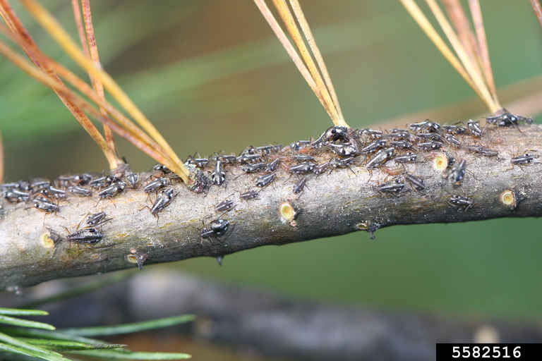 white pine aphid (Cinara strobi (Fitch, 1851))