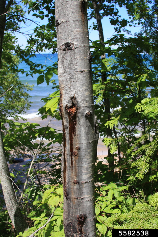 poplar borer (Saperda calcarata)