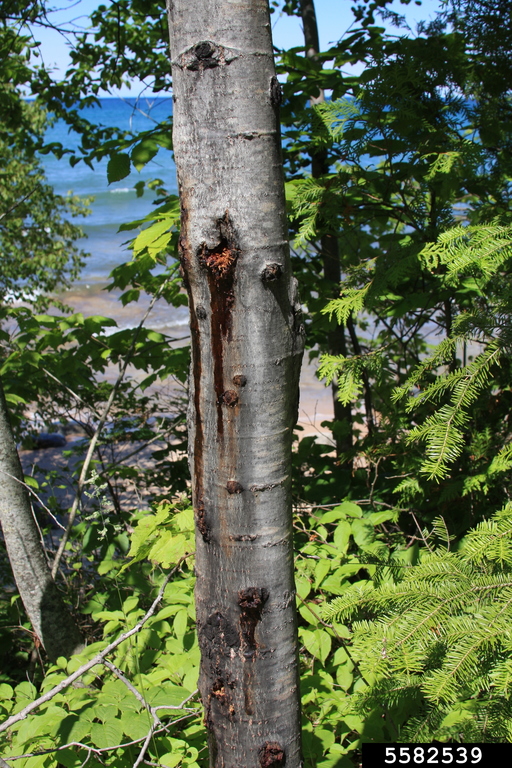 poplar borer (Saperda calcarata Say, 1824)