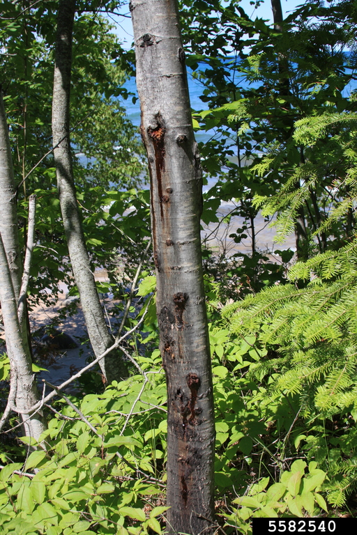 poplar borer (Saperda calcarata)