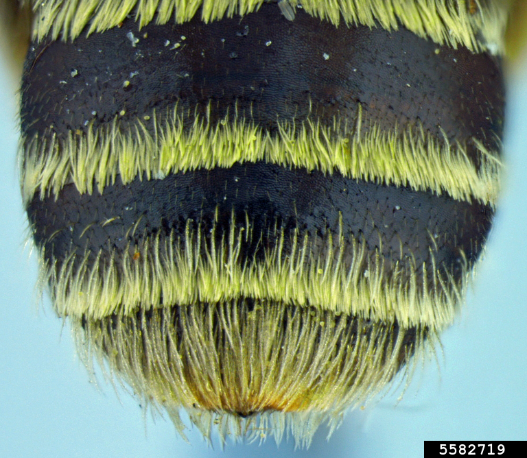 mining bee (Andrena nubecula ) on goldenrod (Solidago spp. ) - 5582719