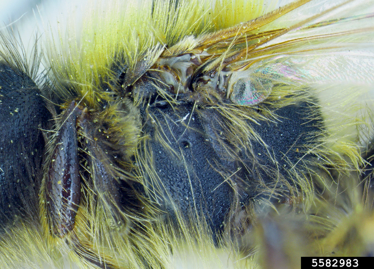 mining bee (Andrena perimelas Cockerell, 1905)