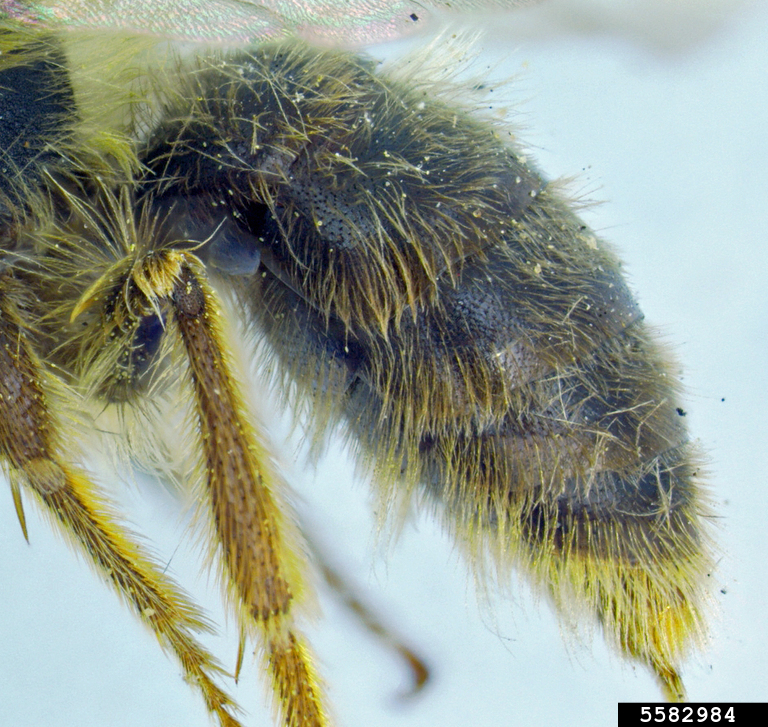 mining bee (Andrena perimelas)