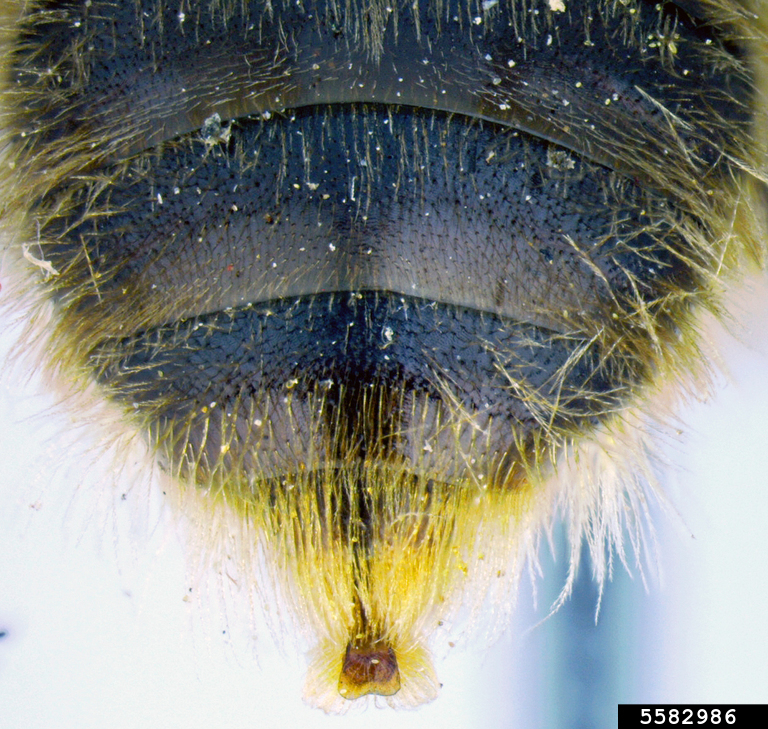 mining bee (Andrena perimelas Cockerell, 1905)
