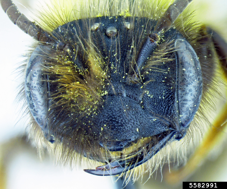 mining bee (Andrena perimelas)