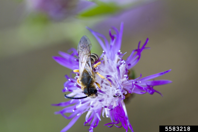 bee (Halictus scabiosae (Rossi, 1790))