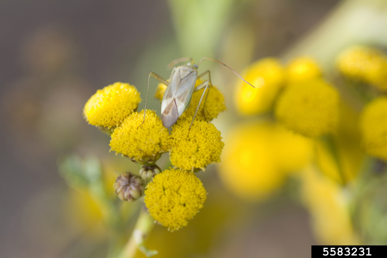 alfalfa plant bug (Adelphocoris lineolatus (Goeze))