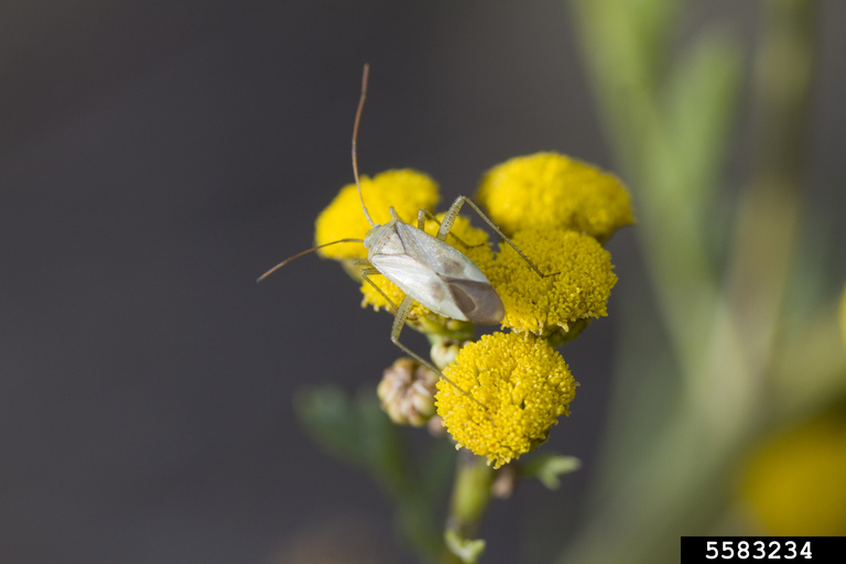 alfalfa plant bug (Adelphocoris lineolatus)